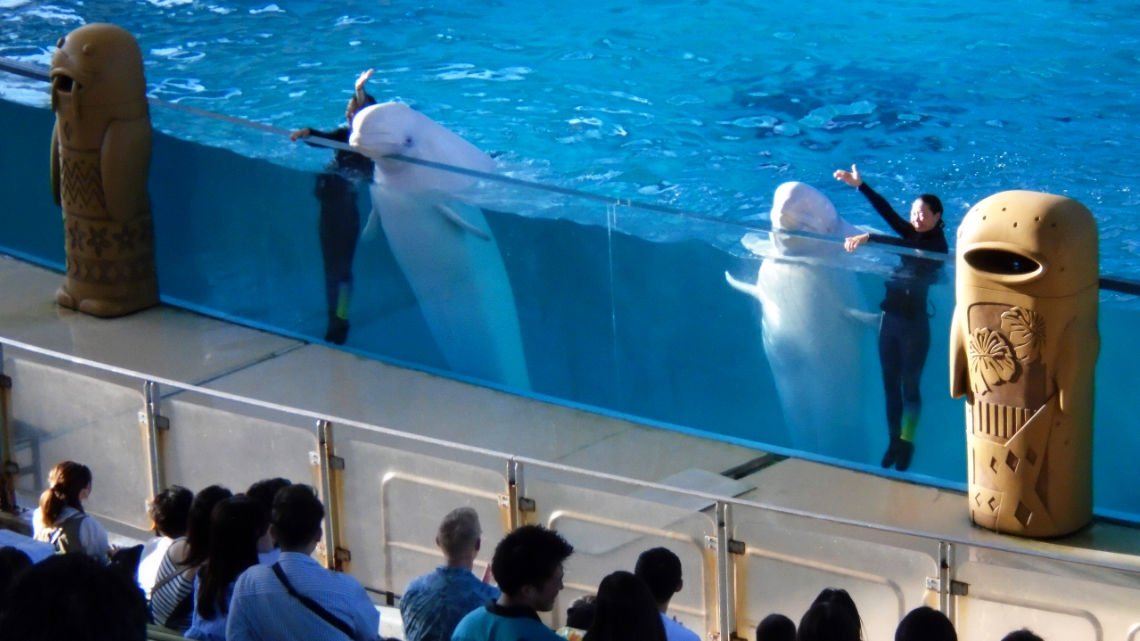 Yokohama Hakkeijima Sea Paradise – Accessibility Guide (Wheelchair ...